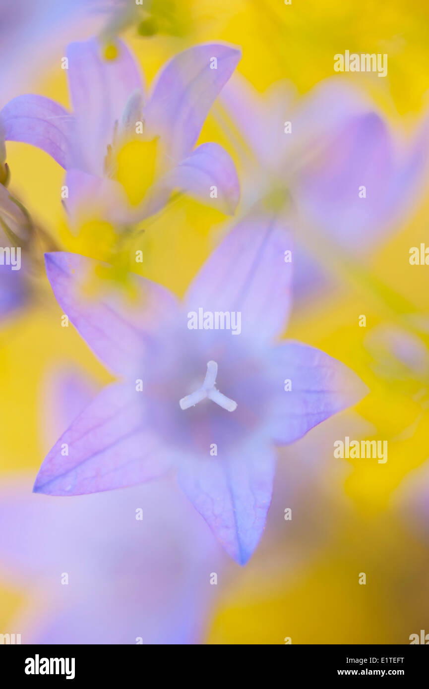 Rampion bellflower against yellow background Stock Photo - Alamy