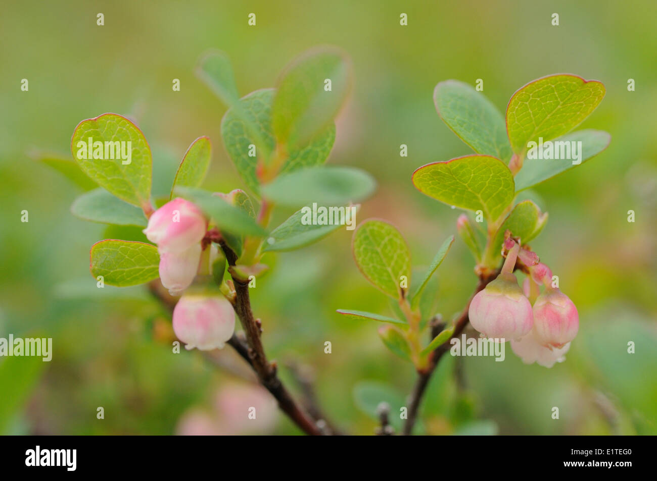 Alpine bilberry hi-res stock photography and images - Alamy