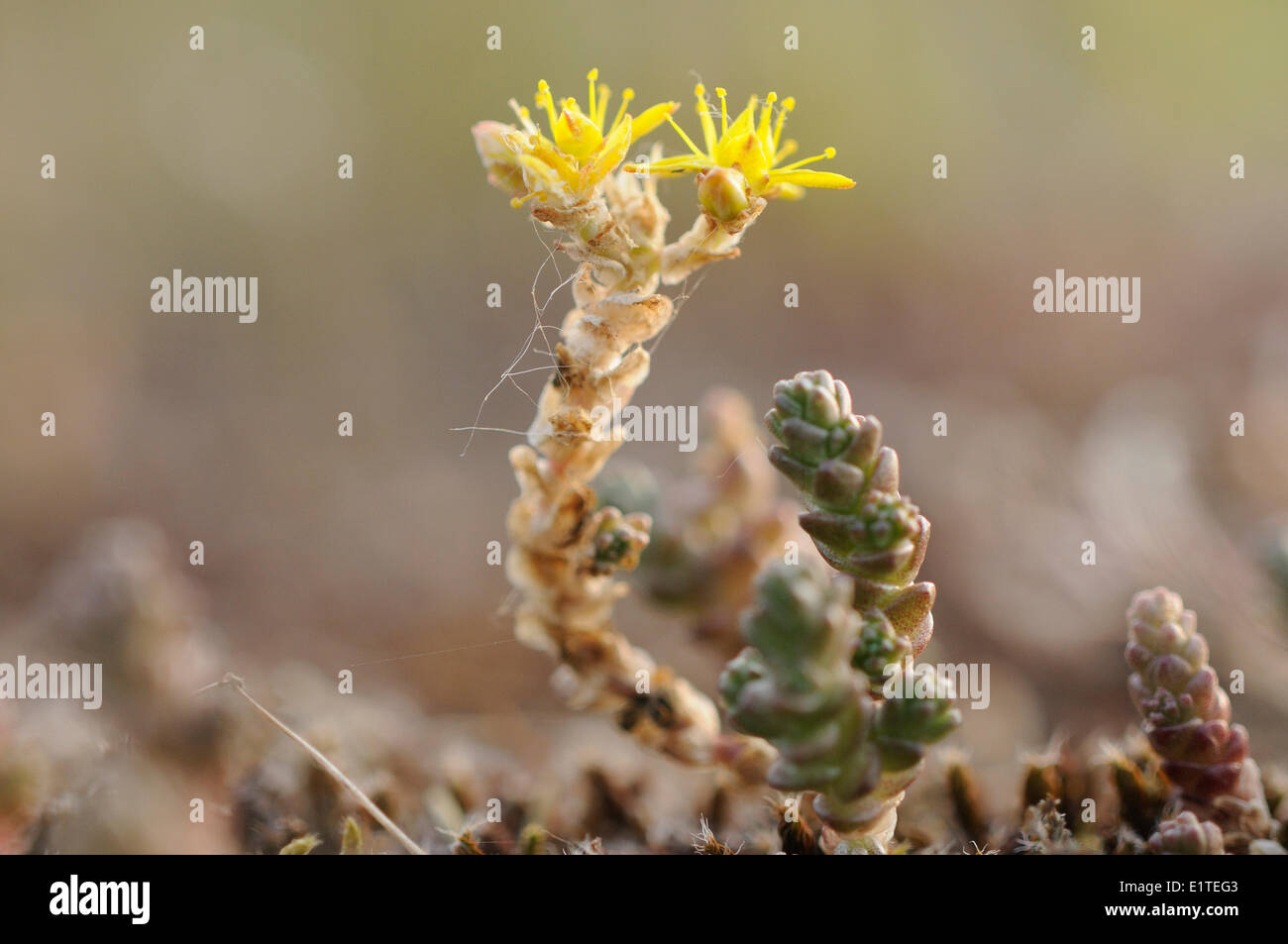 Stonecrop family hi-res stock photography and images - Alamy