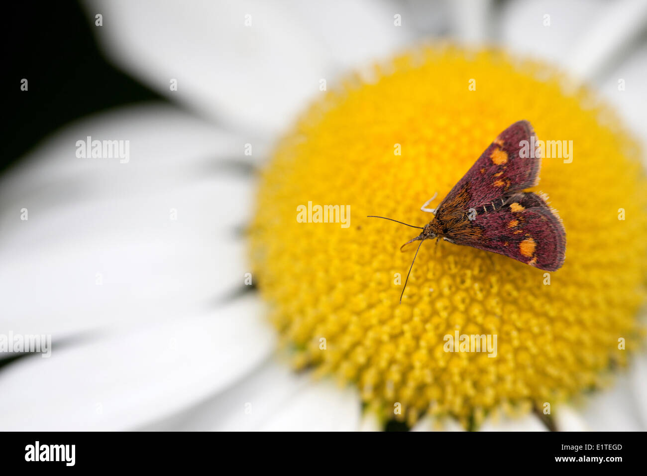 mint moth on an ox-eye daisy Stock Photo - Alamy