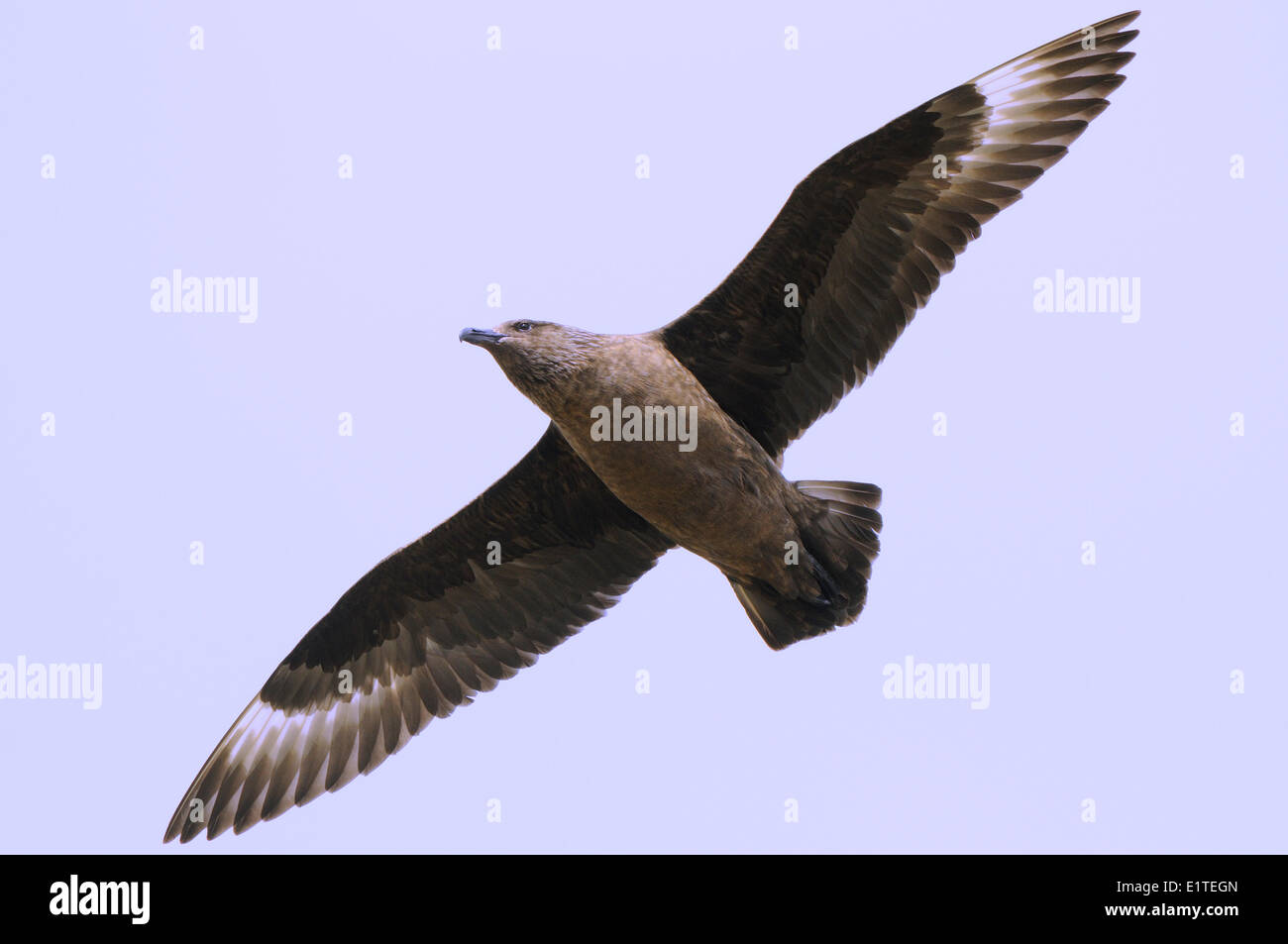 Skua family hi-res stock photography and images - Alamy