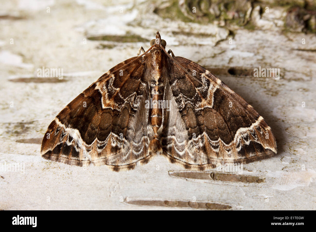 Phoenix moth hi-res stock photography and images - Alamy
