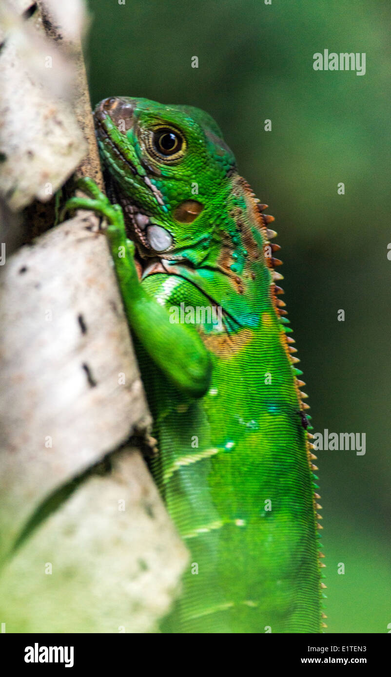 The common basilisk Basiliscus basiliscus lizard Costa Rica Stock Photo ...