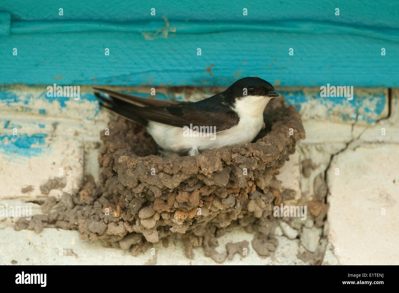 A House Martin builds a nest Stock Photo - Alamy