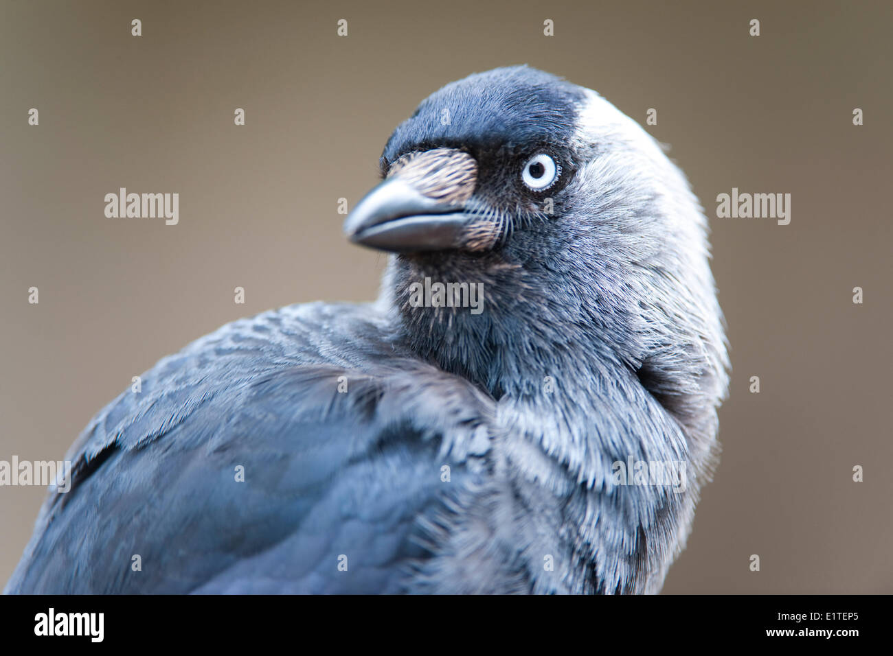 Jackdaw head hi-res stock photography and images - Alamy