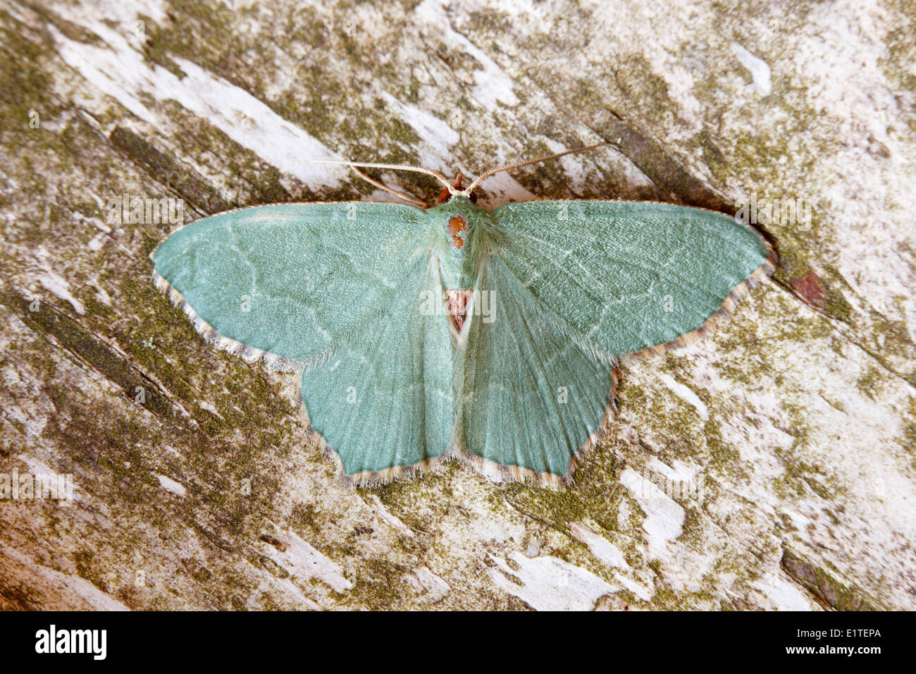 Common Emerald (Hemithea aestivaria) resting on Birch tree Stock Photo ...