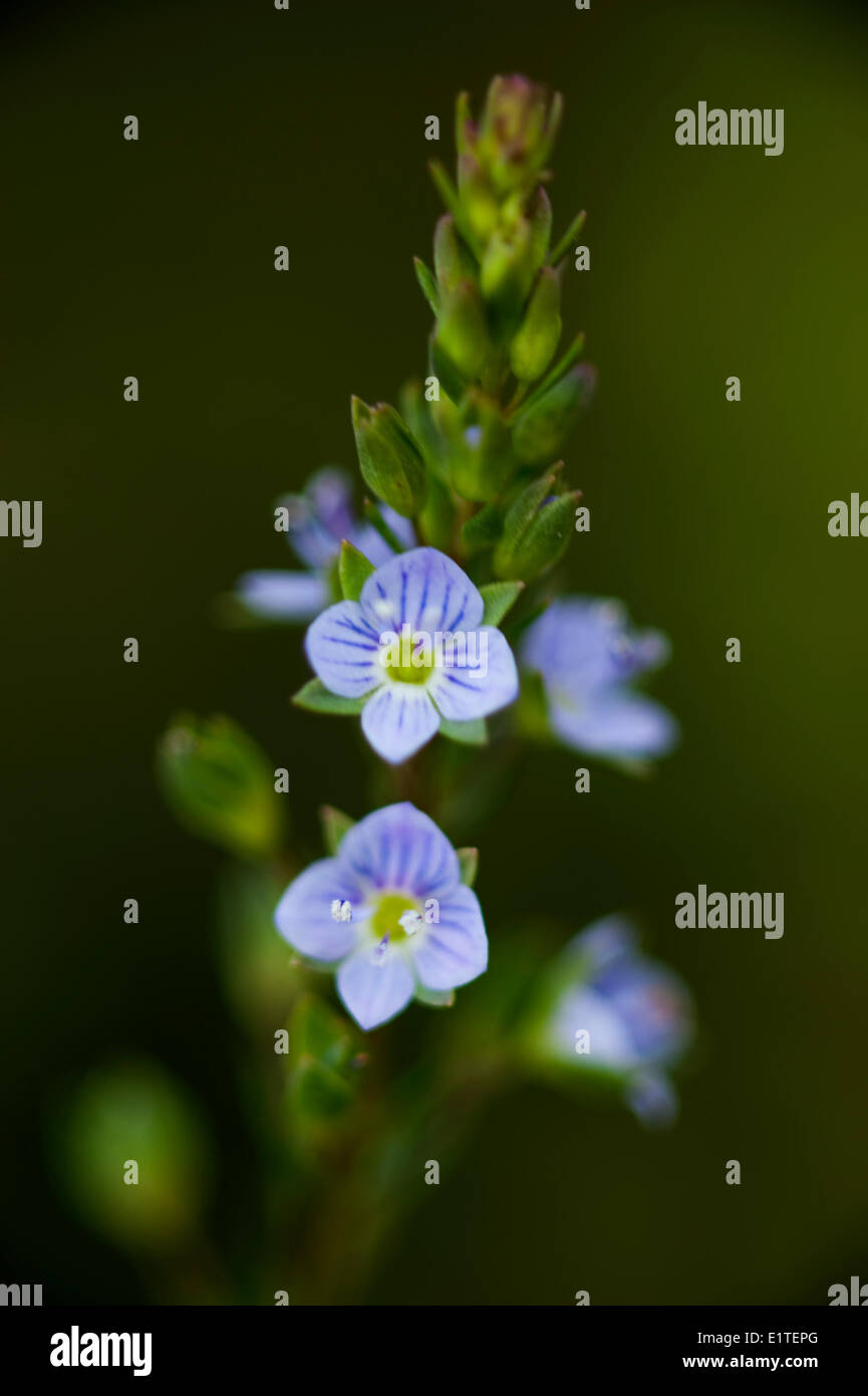 Blue Water Speedwell Stock Photo - Alamy
