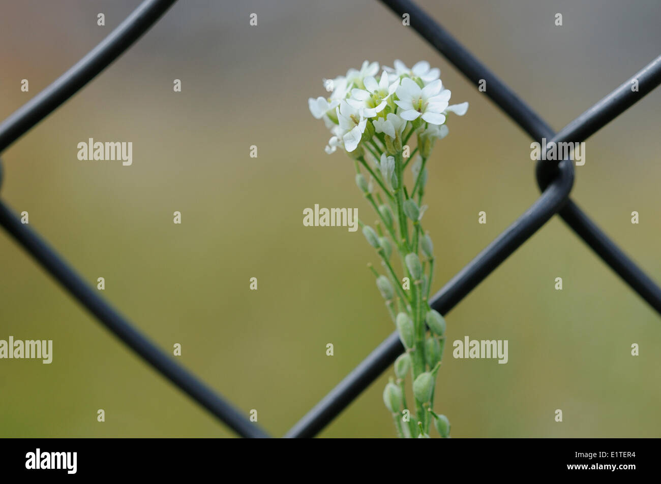 Plant behind fence hi-res stock photography and images - Alamy