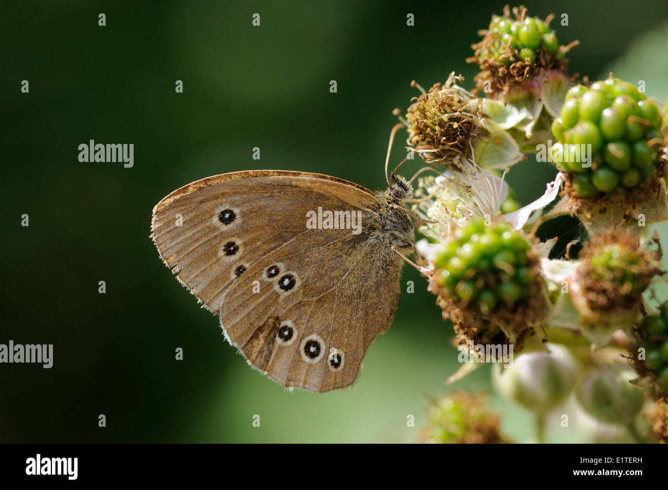 Woodland ringlet butterfly hi-res stock photography and images - Alamy