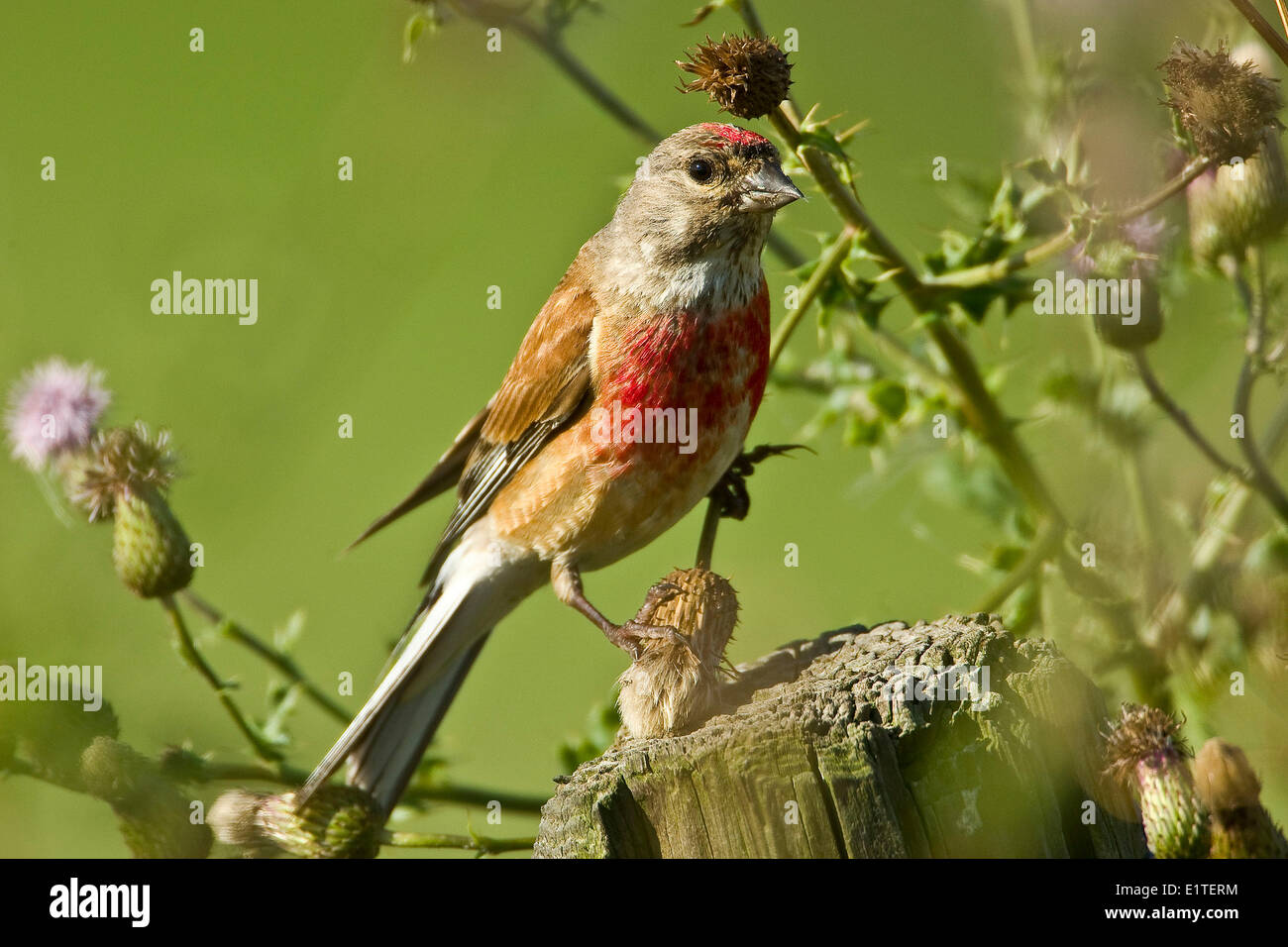 At a feeding hi-res stock photography and images - Alamy