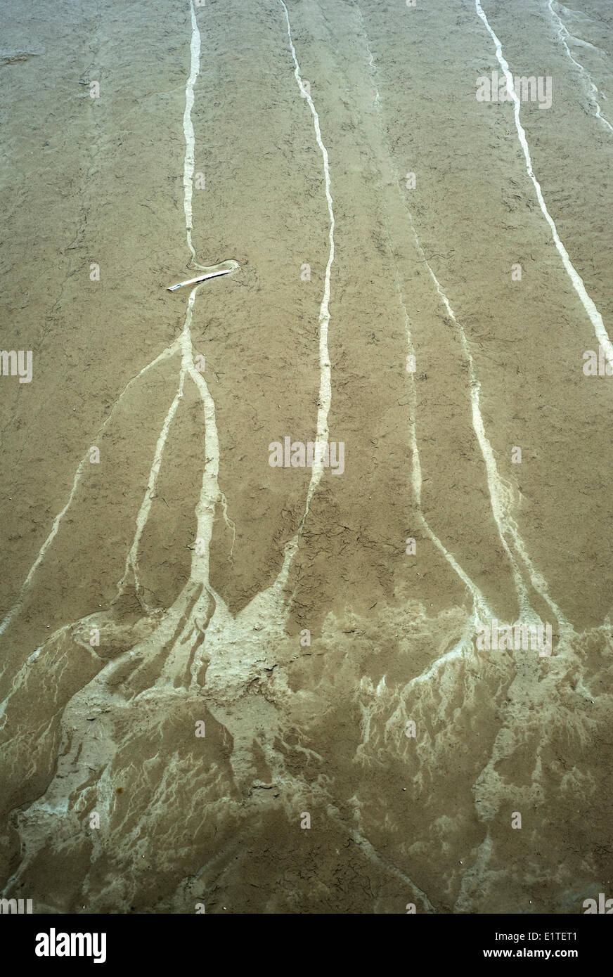 detail of a mudbank at lowtide where an estuary pattern can be seen ...
