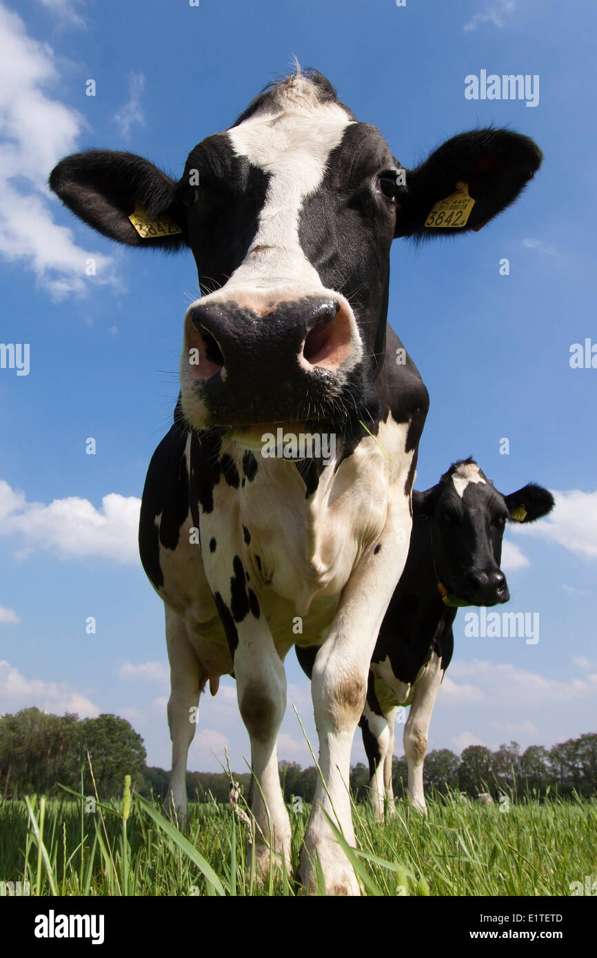 Dutch cow in a meadow Stock Photo - Alamy
