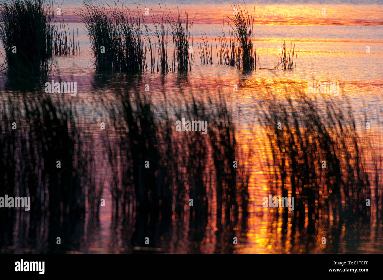 sedgemarsh in the Dutch delta Stock Photo - Alamy