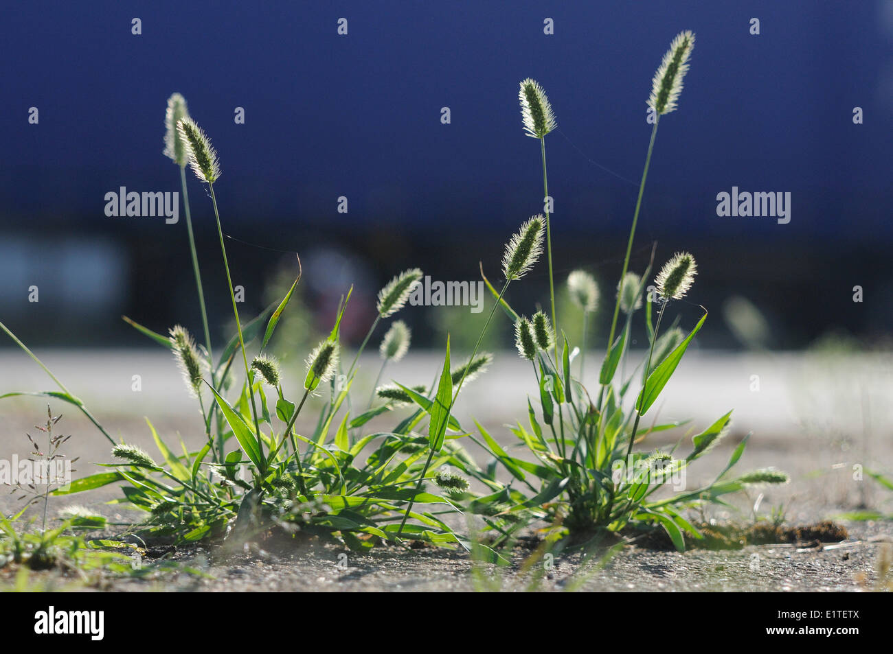 Common foxtail foxtail field foxtail hi-res stock photography and ...