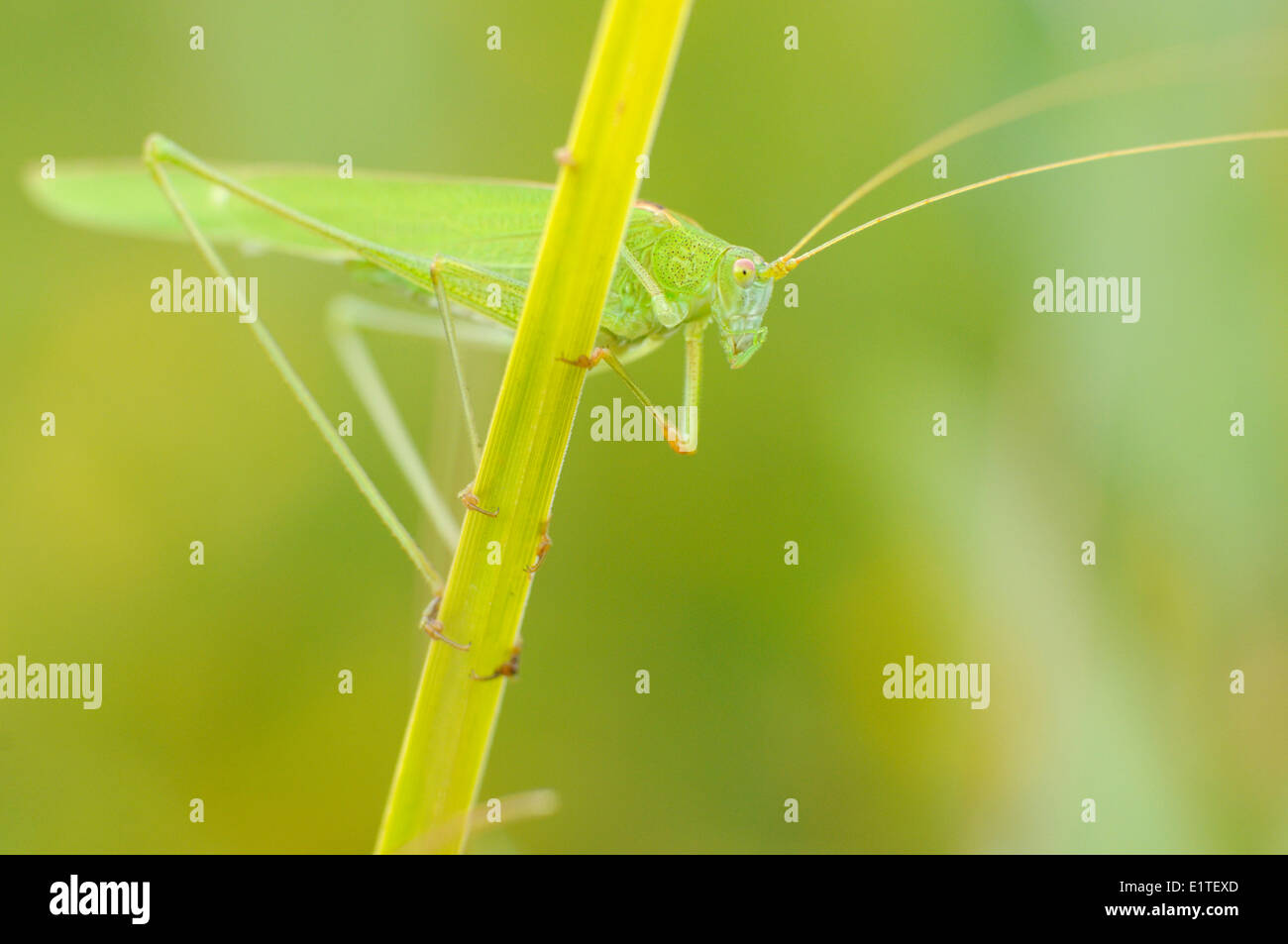 Large bush cricket hi-res stock photography and images - Alamy