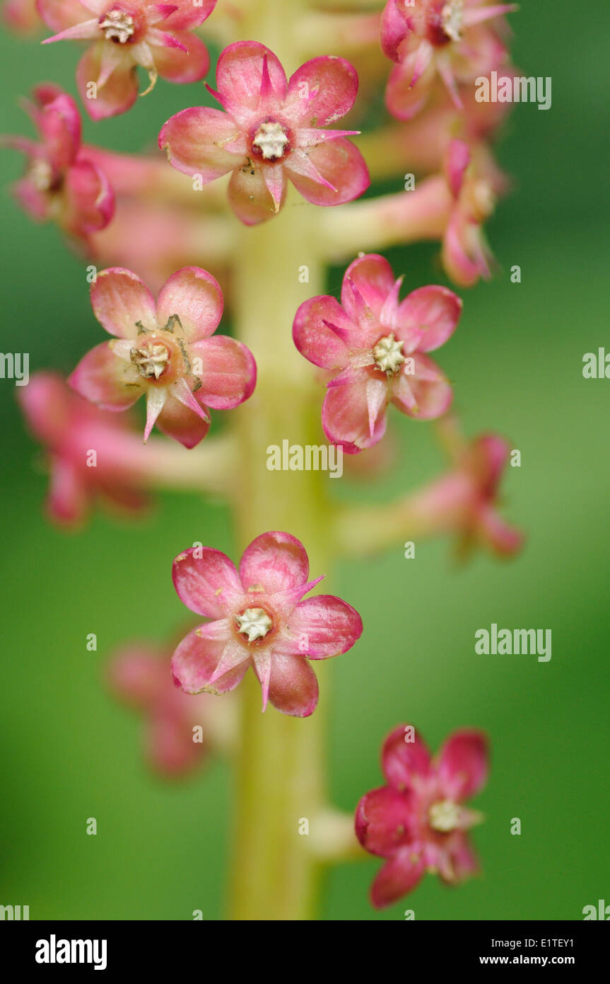 Pokeweed birds hi-res stock photography and images - Alamy