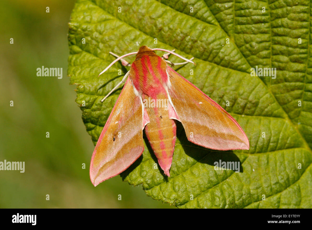 Close-up of a Elephant Hawk-moth on a leaf of black alder Stock Photo ...