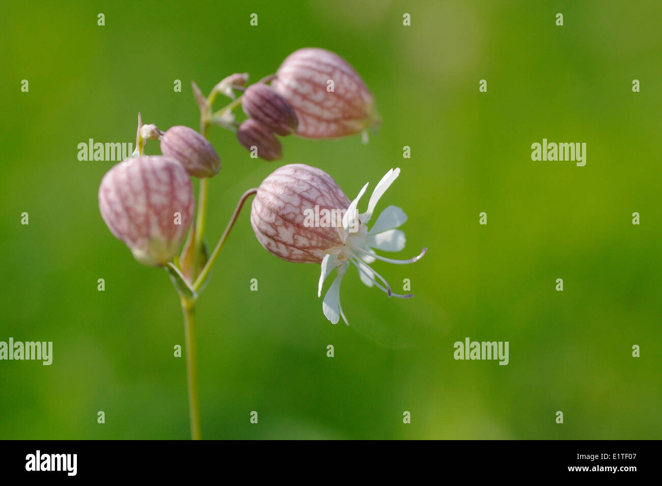 Flowering Bladder Campion with its characteristic inflated sepals Stock ...