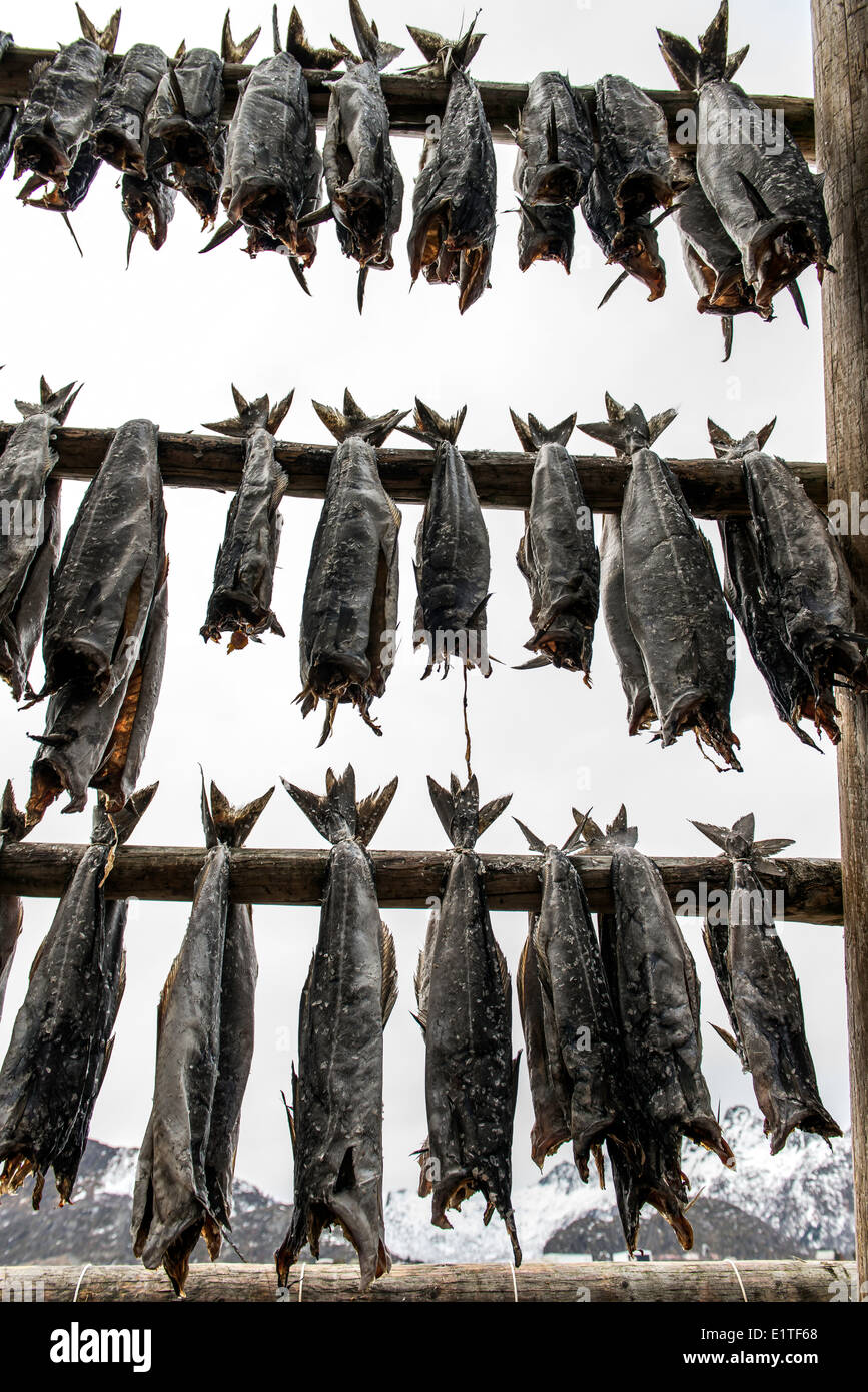 Stockfish hi-res stock photography and images - Alamy