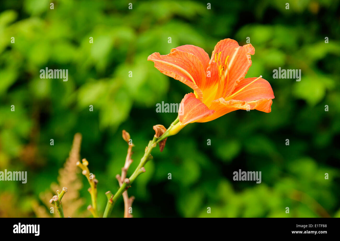 Beauty buds garden hi-res stock photography and images - Alamy