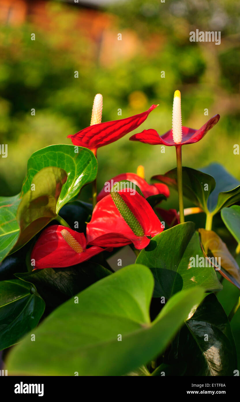 Blossoming Anthurium plant with green leaves outdoors in sunny day ...