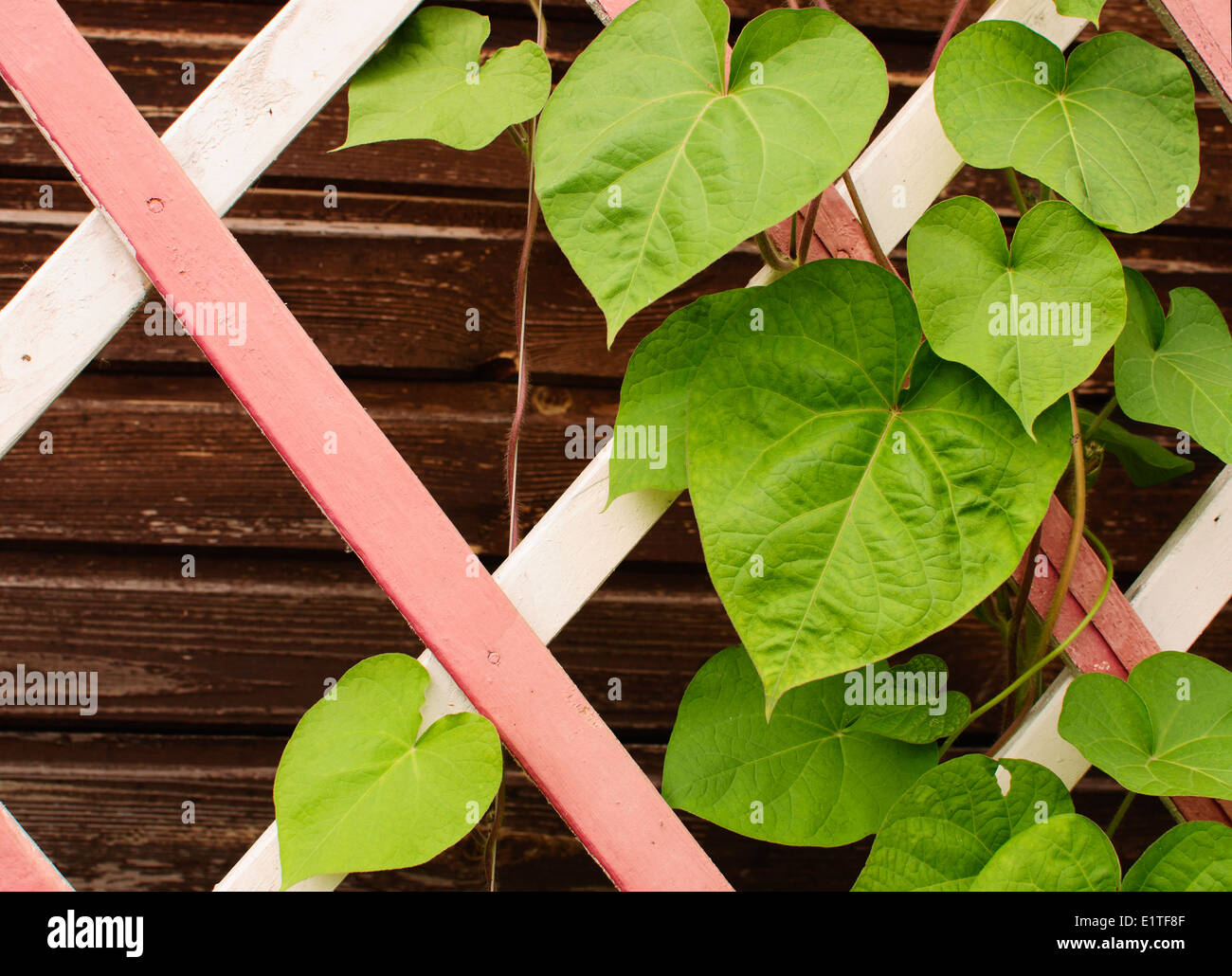 Wooden lattice hi-res stock photography and images - Alamy