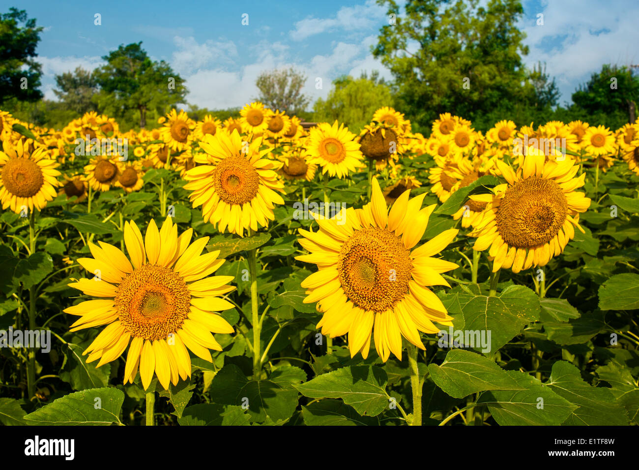 Sunflower field under the sunshine Stock Photo - Alamy