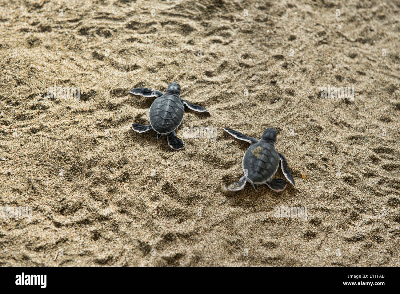 Sea turtle hatching hi-res stock photography and images - Alamy
