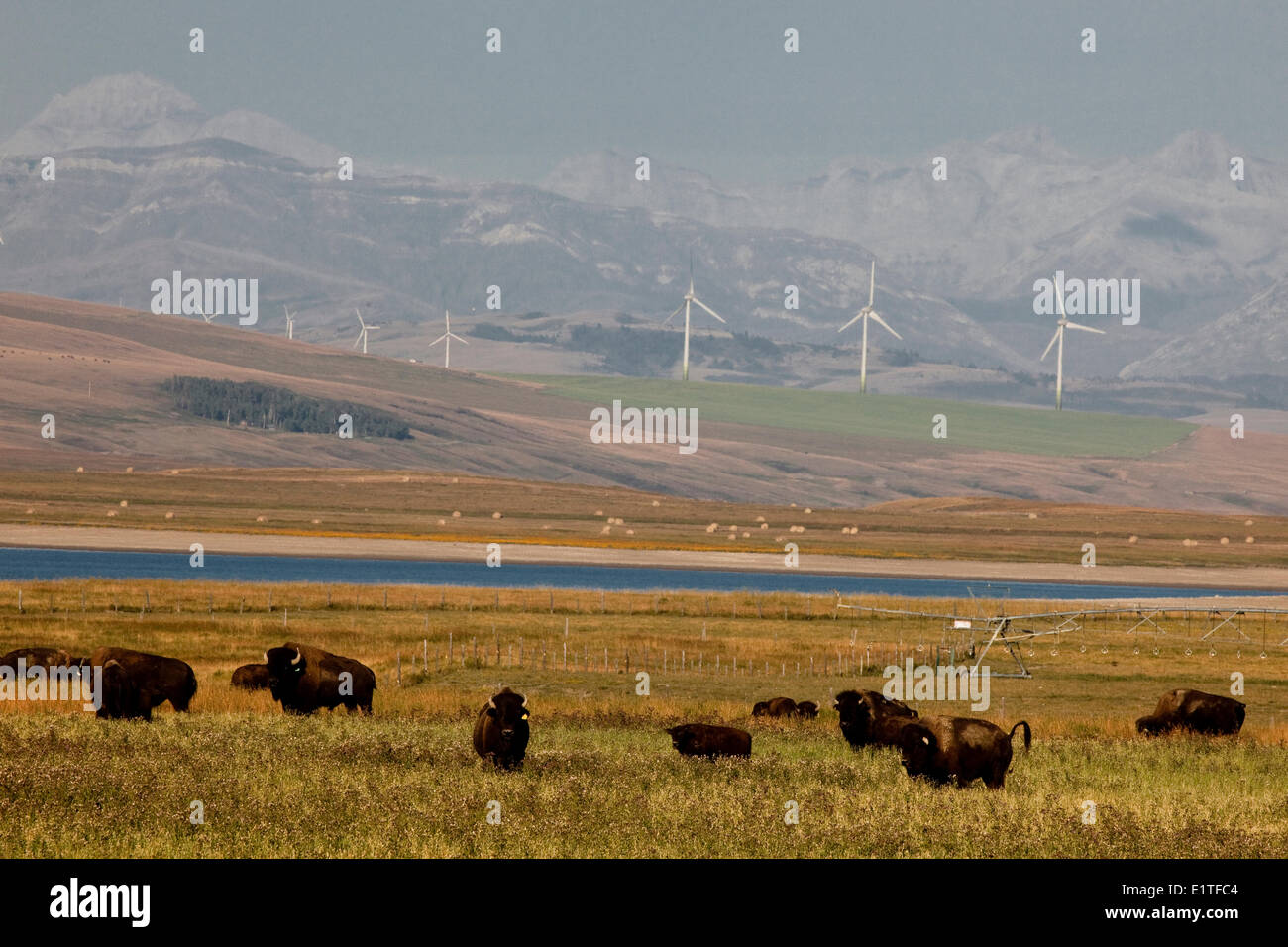 Bison Ranch and power-generating windmills and near Pincher Creek ...