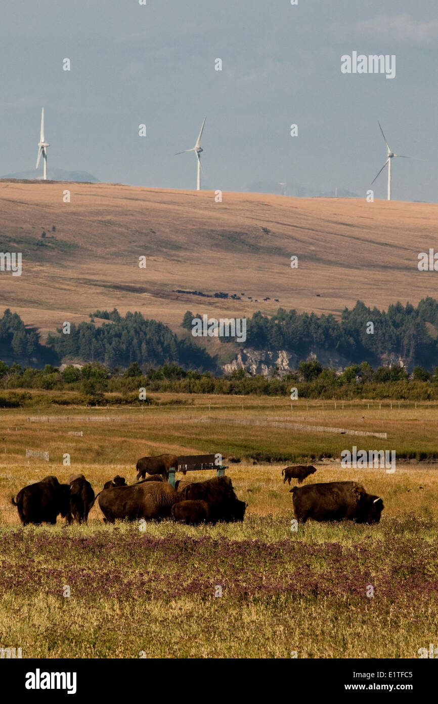 Bison Ranch and power-generating windmills and near Pincher Creek ...