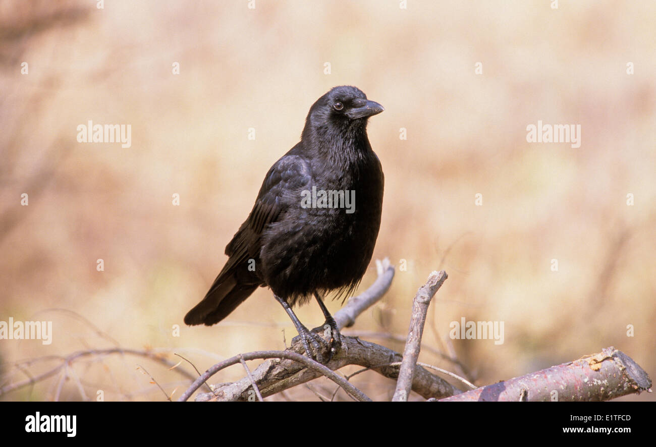 American crow hi-res stock photography and images - Alamy
