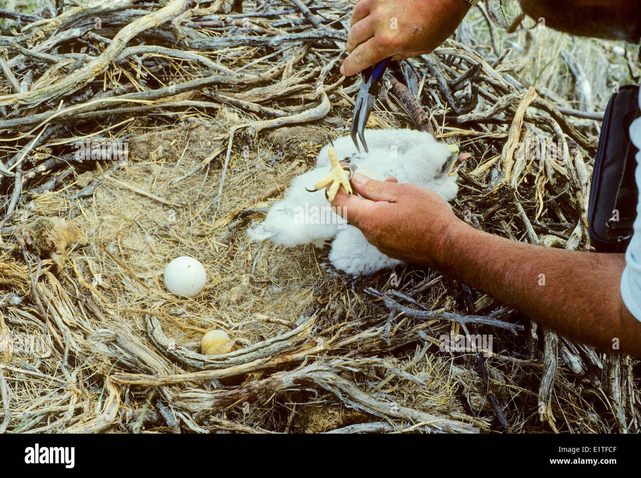 Buteo nest egg hawk hi-res stock photography and images - Alamy