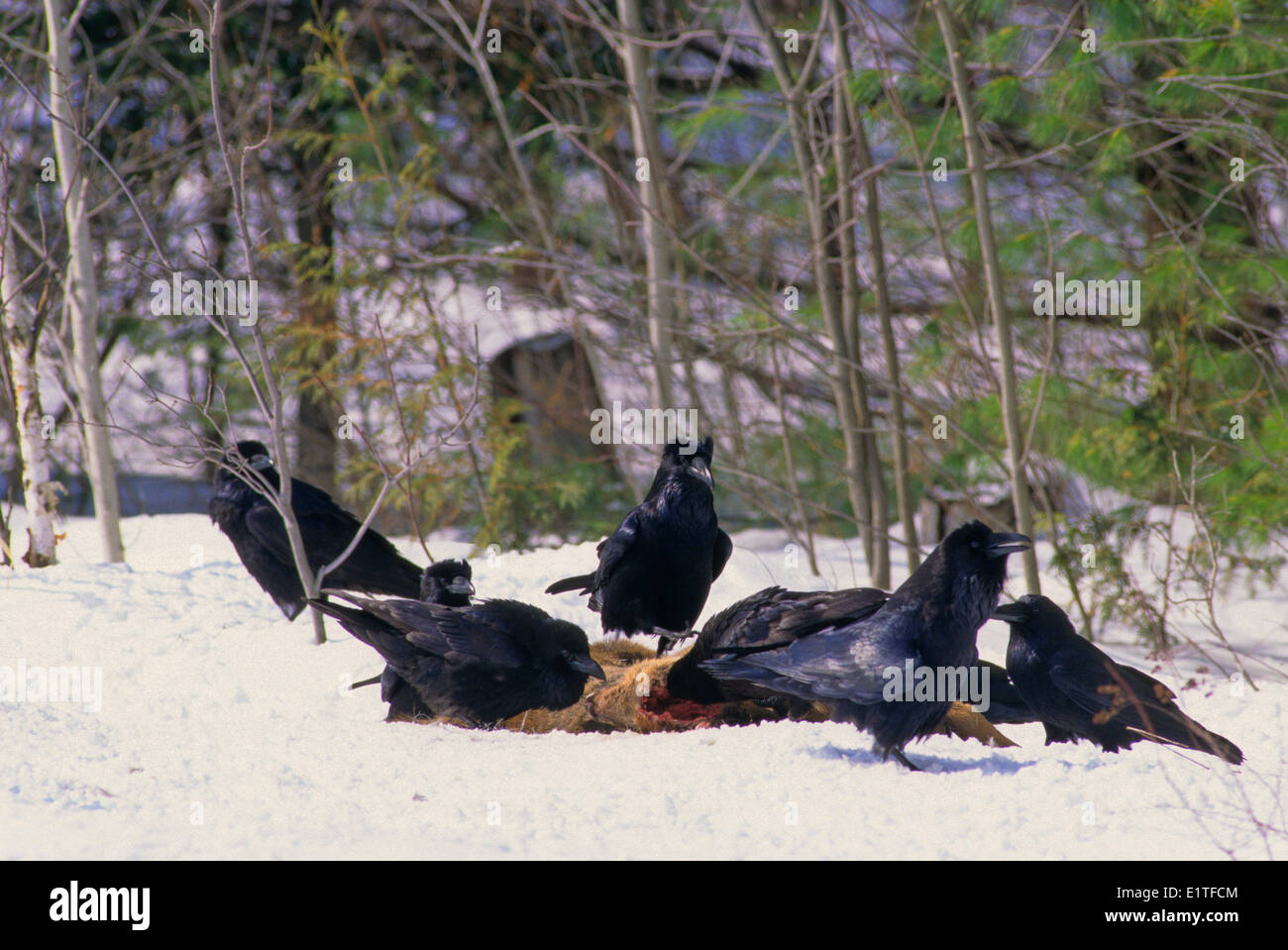 Common Raven (Corvus corax) Adults & White-tailed Deer (Odocoileus ...