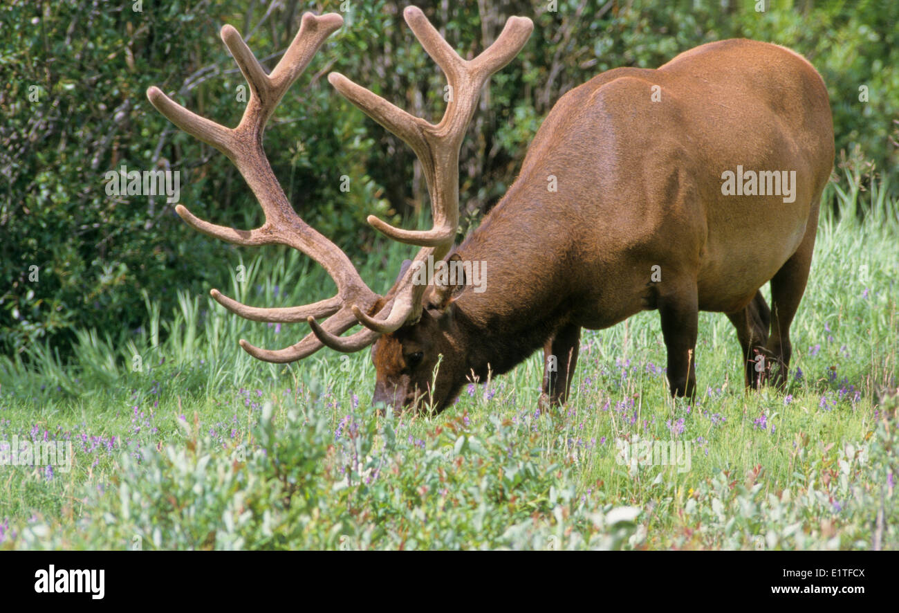 Male adult elk hi-res stock photography and images - Alamy