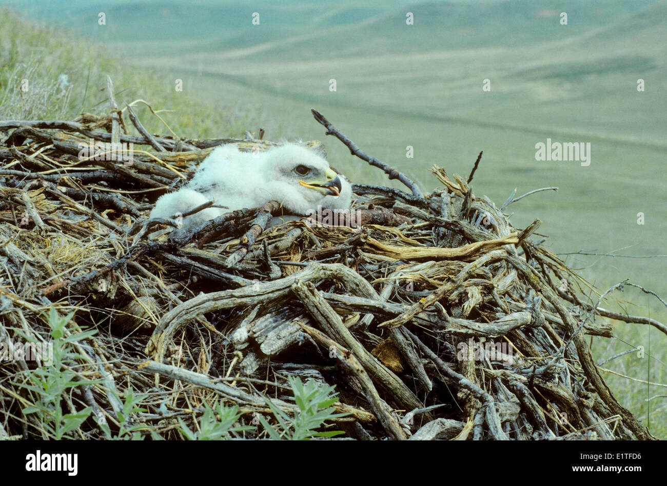 Ferruginous hawk nestling hi-res stock photography and images - Alamy