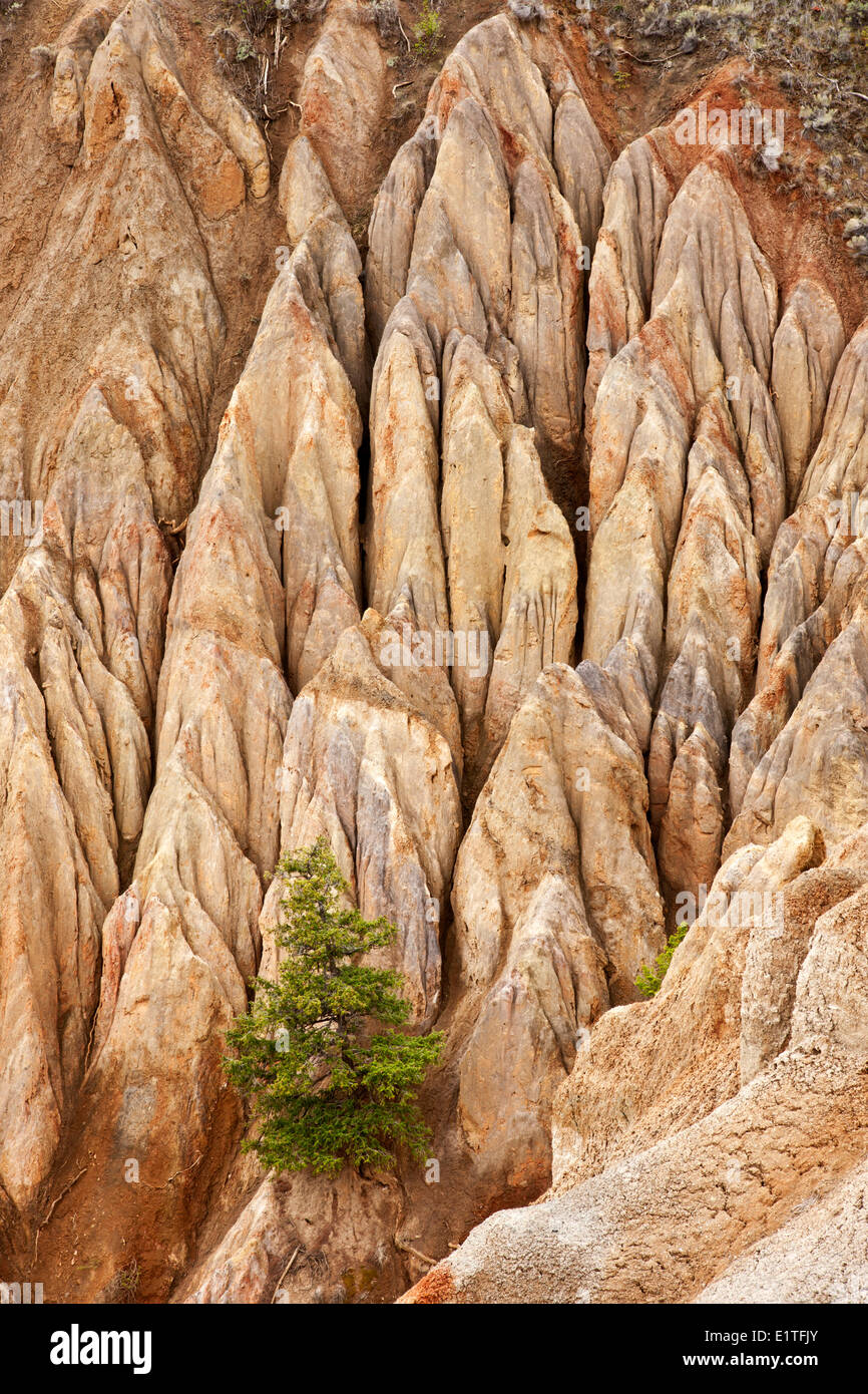 BC landscape above the Fraser River canyon in British Columbia Canada ...