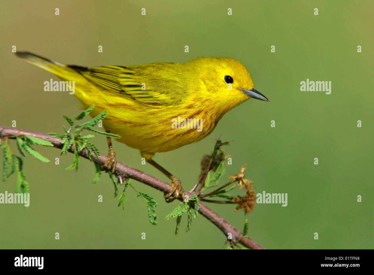 American Yellow Warbler - Setophaga petechia - Adult male Stock Photo ...