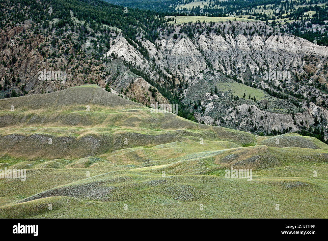 Grassland grasslands hi-res stock photography and images - Alamy