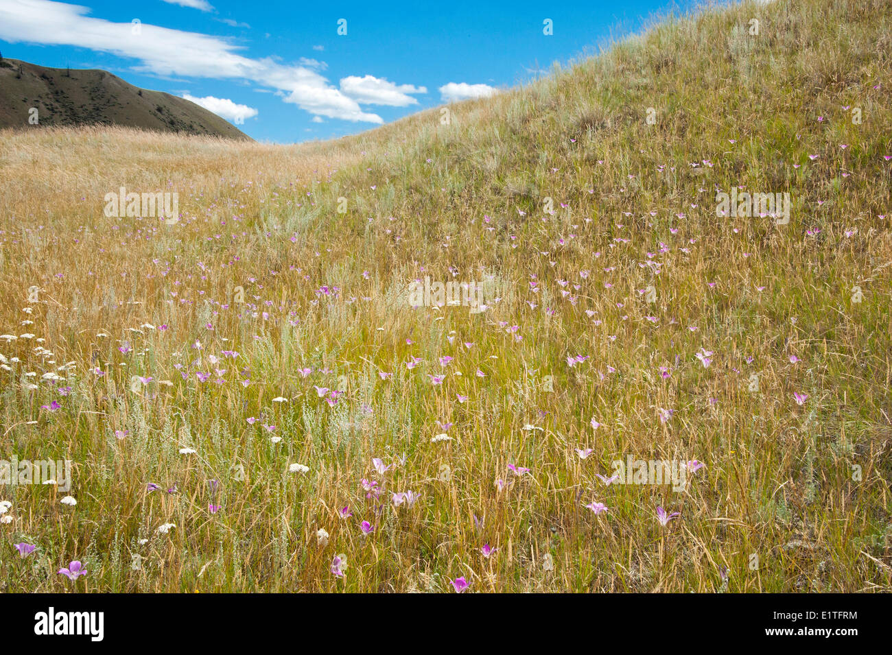 Hiking and photographing in the BC Grasslands of British Columbia Stock ...