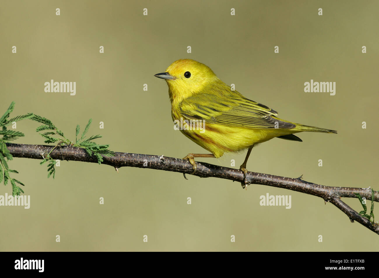 American Yellow Warbler - Setophaga petechia - Adult male Stock Photo ...
