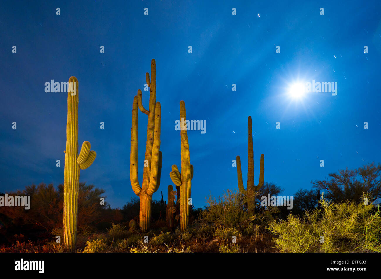 Cacti hi-res stock photography and images - Alamy