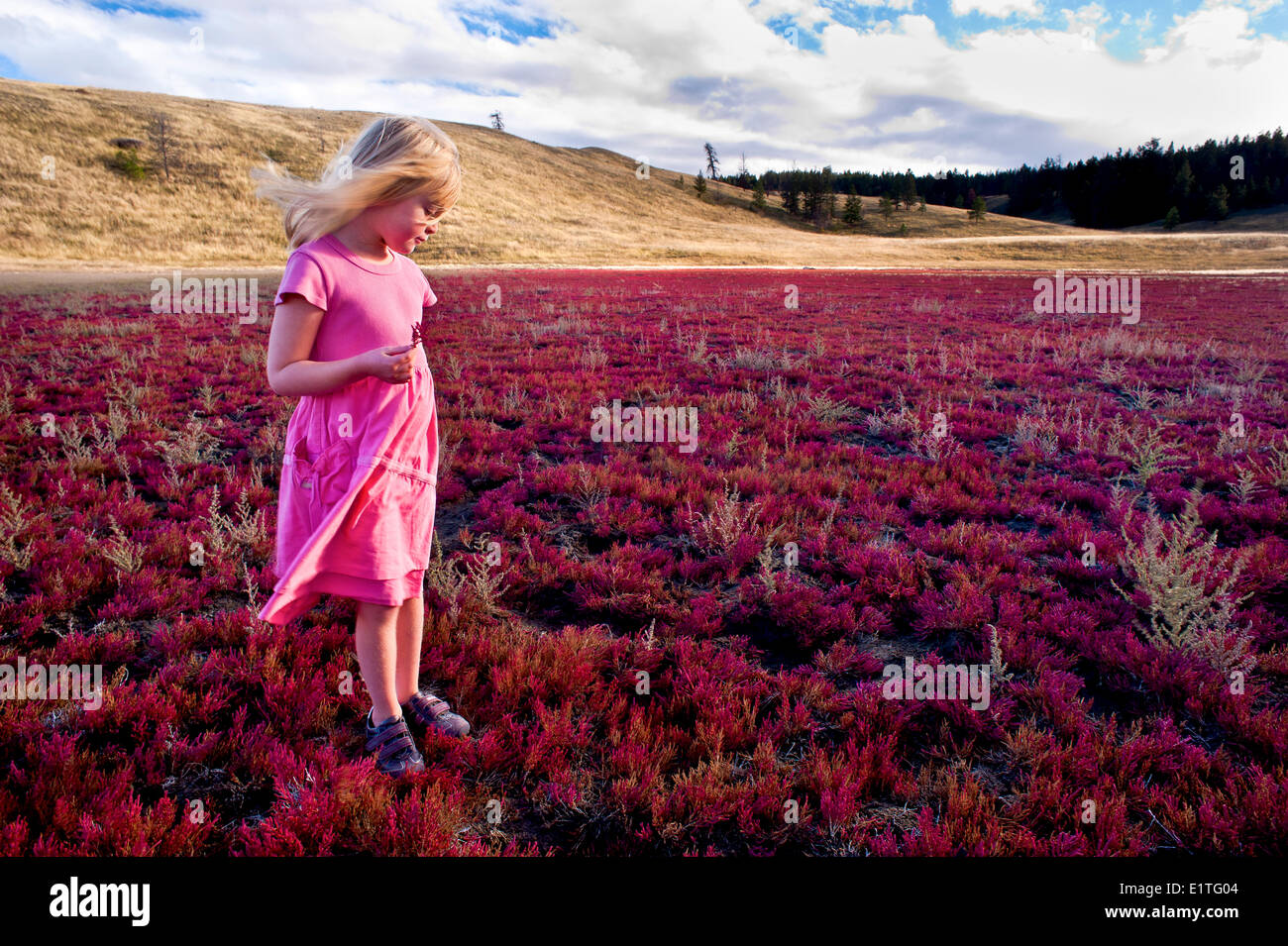 Red Glasswort (Salicrornia rubra) growing in a dry alkalai lakebed ...
