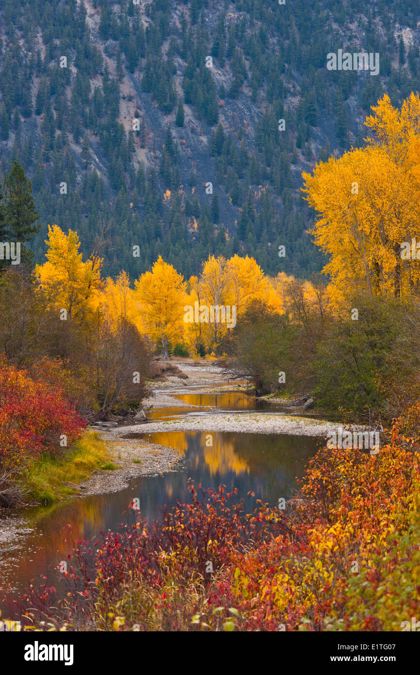 Cotton wood trees is fall along the similkameen river hi-res stock ...