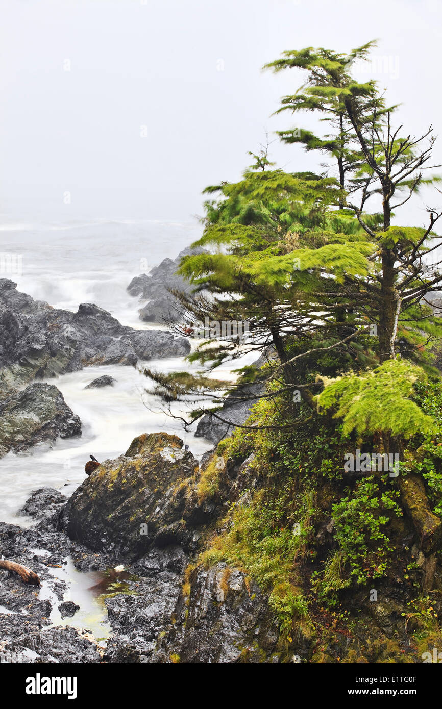Windblown trees on the Pacific Coast, Wild Pacific Trail, Vancouver ...