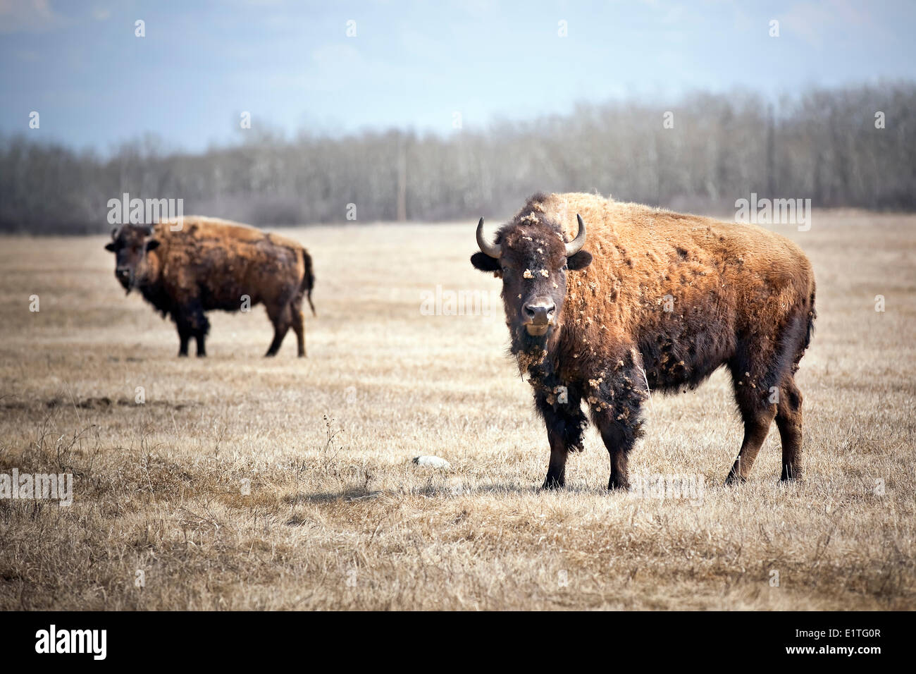 Plains Bison (Bison bison bison), shedding winter coats, Manitoba ...