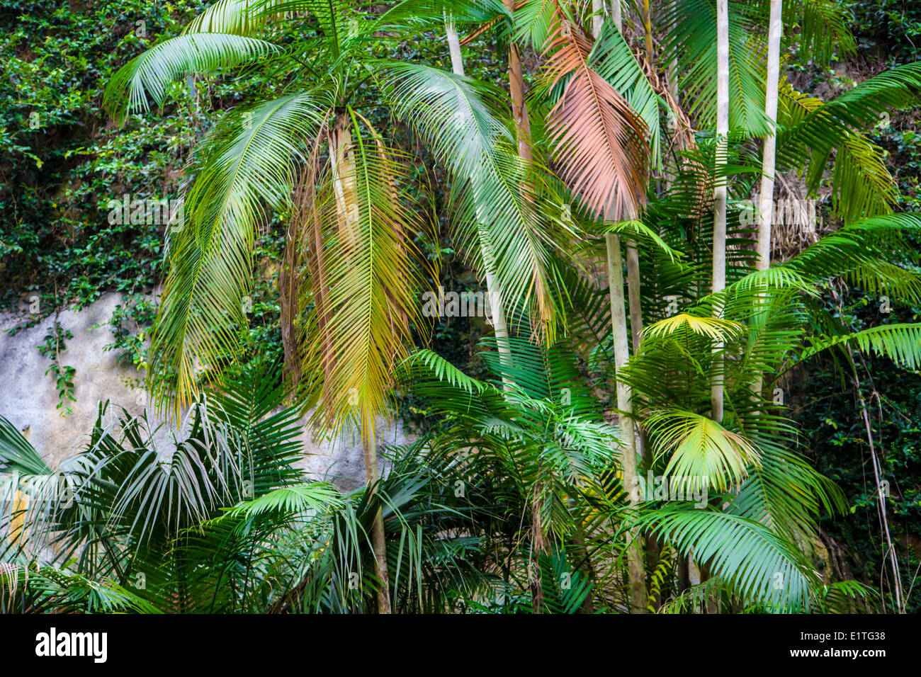 Plants concept tropical hi-res stock photography and images - Alamy