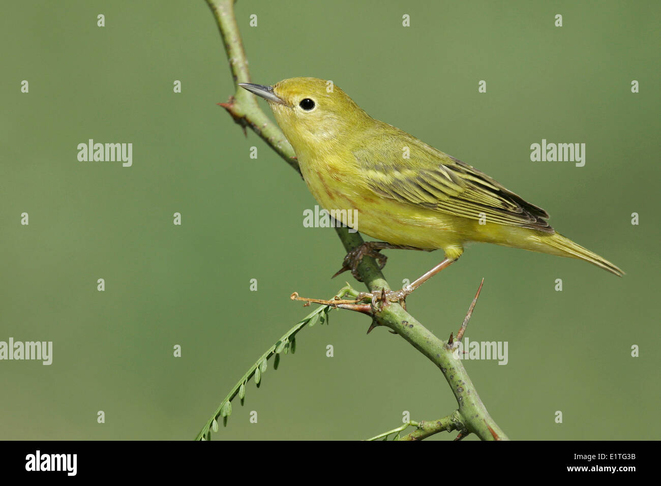 American Yellow Warbler - Setophaga petechia - Adult female Stock Photo ...