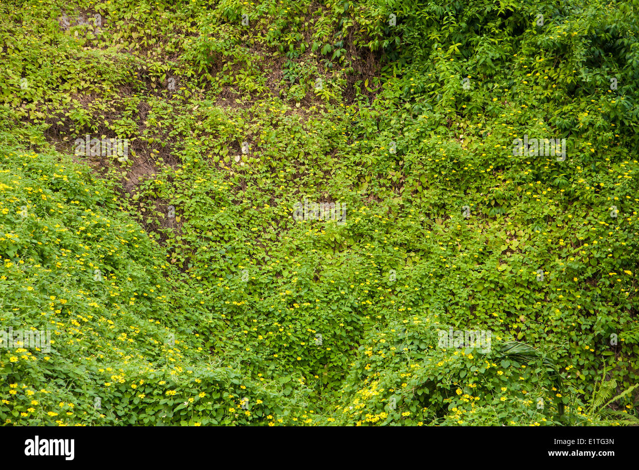 Plants concept tropical hi-res stock photography and images - Alamy