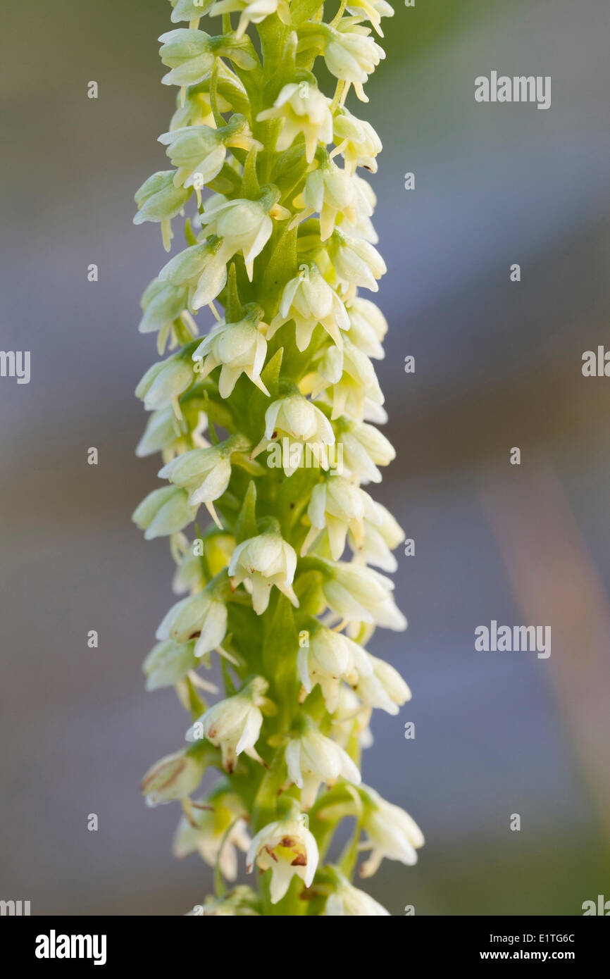 Vanilla Colour High Resolution Stock Photography and Images - Alamy