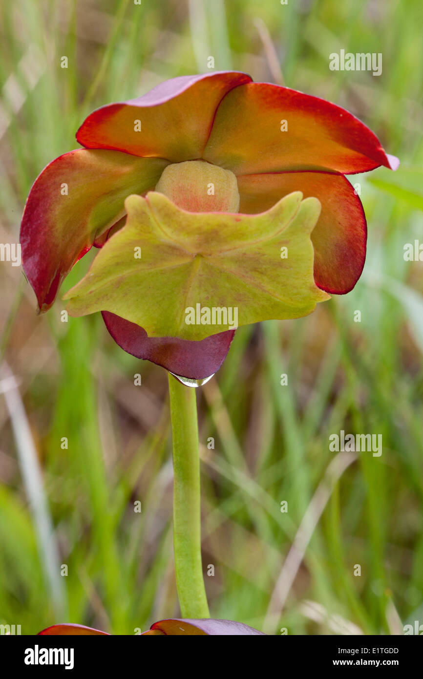 Pitcher plant sarracenia purpurea hi-res stock photography and images ...